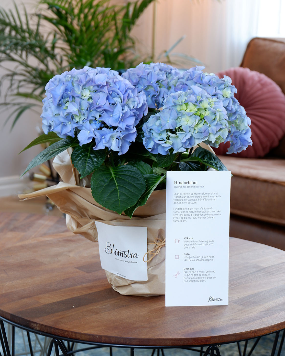 Blómstra | Blómaáskrift